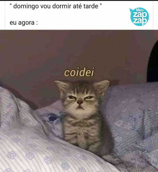 Meu ZapZap - Imagens Acordando cedo no domingo - Engraçadas para ...